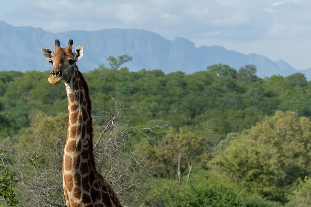 African Wildlife Conservation Teen Volunteering In South Africa GVI