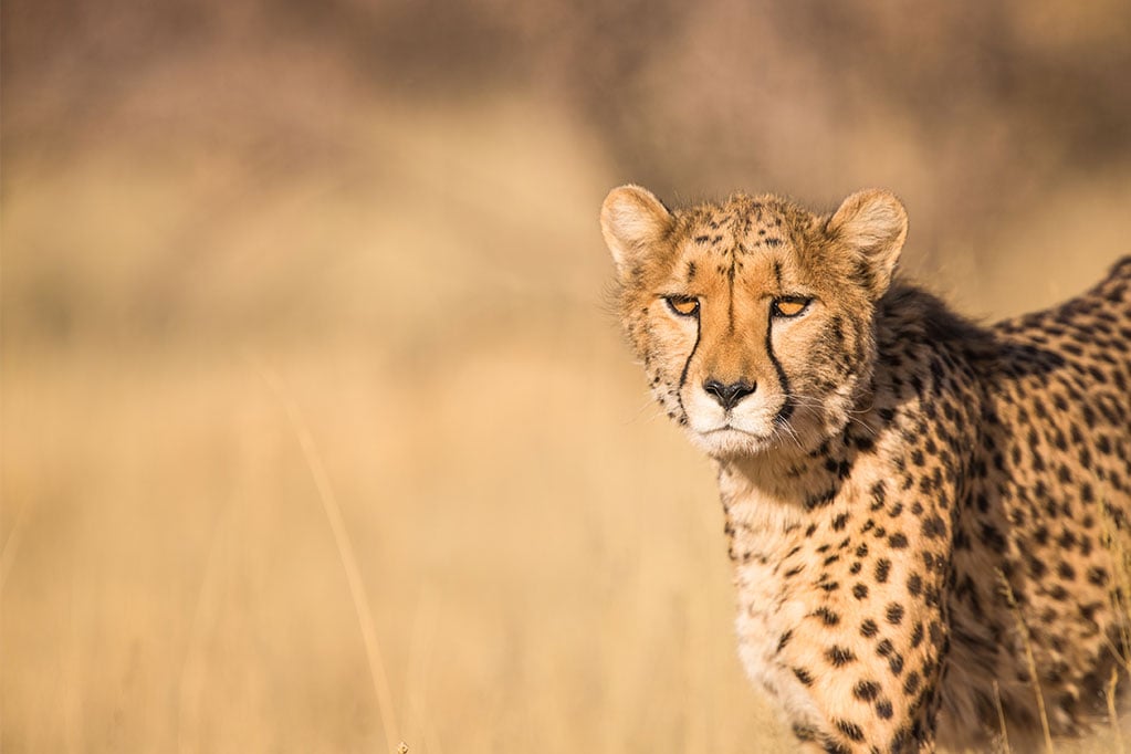 Cheetah Conservation & Research Project South Africa - Volunteer ...