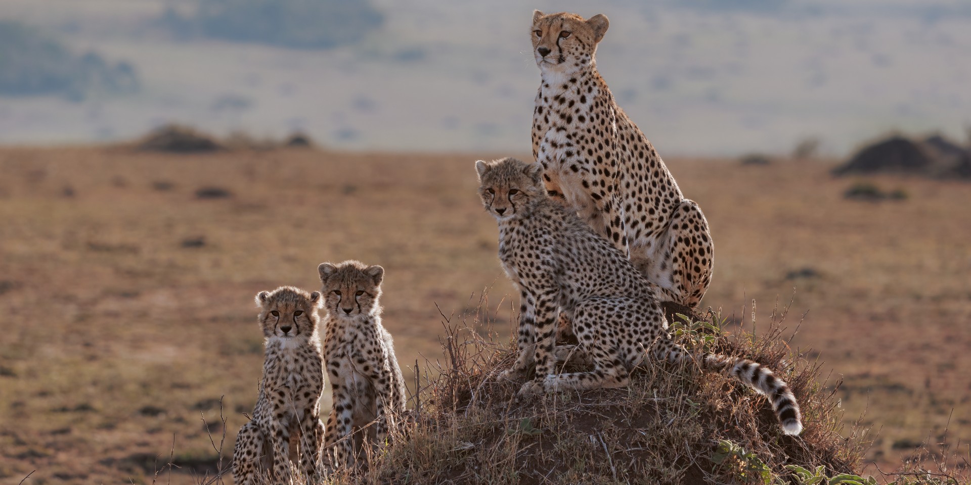 A guide to African wild animals and conservation | GVI