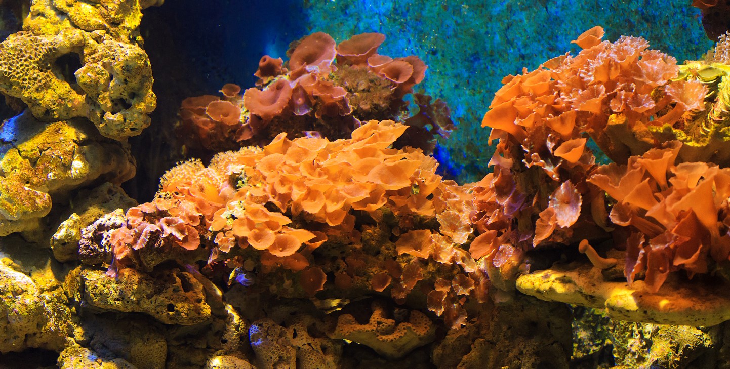 Exploring the Techniques and Challenges of Coral Restoration | GVI