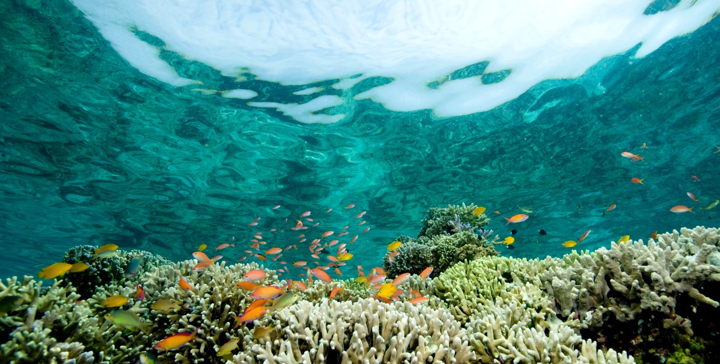 Coral Reefs and Overfishing: A Dangerous Combination | GVI