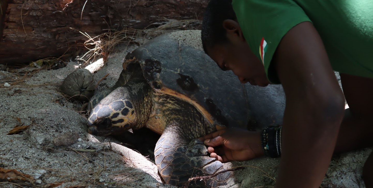 The Importance of Nest Protection for Marine Turtles | GVI