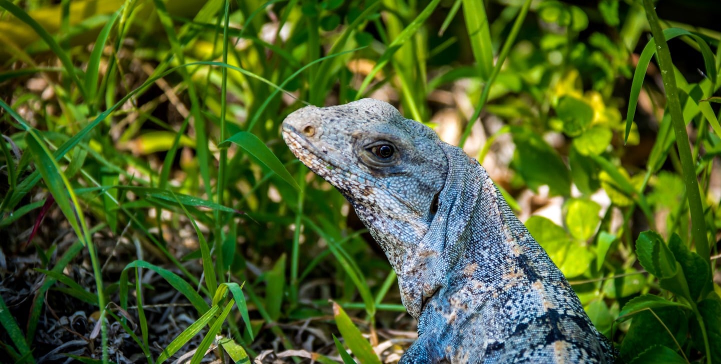 Discovering the Amazing Animals of Mexico | GVI