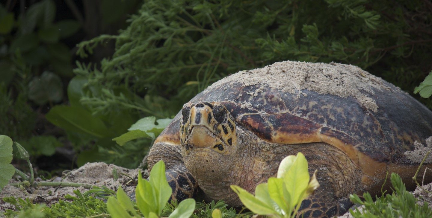 International Cooperation in Turtle Conservation: Progress and Challenges | GVI