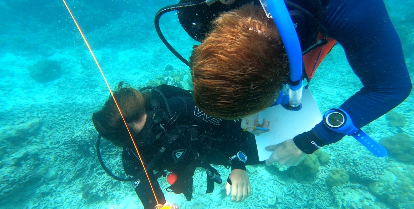 Marine Conservation Volunteering: How You Can Make a Difference | GVI | GVI