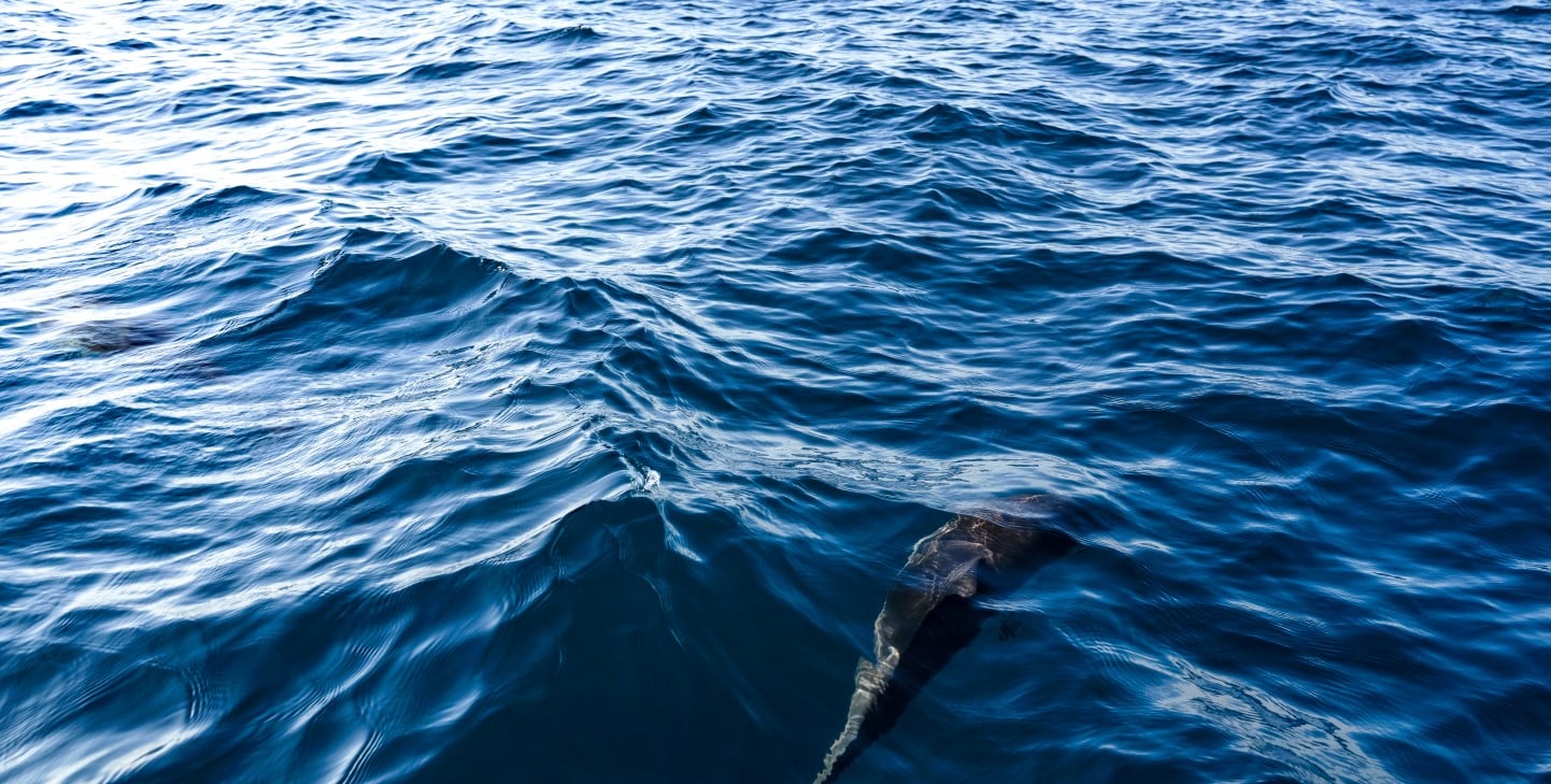 The Fastest Marine Mammal: Exploring the Top Contenders | GVI